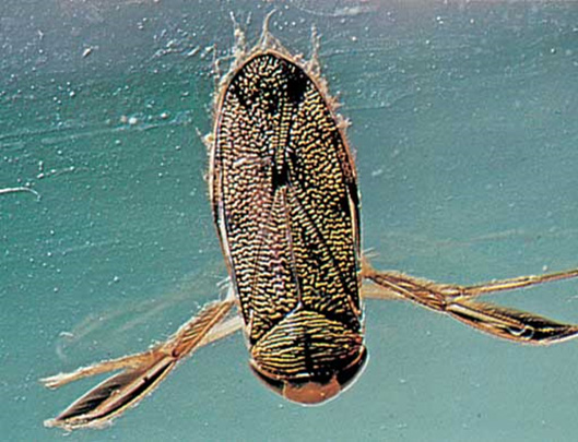 Keeping the bugs out of your pool! – Vinyl Liner Pools Houston